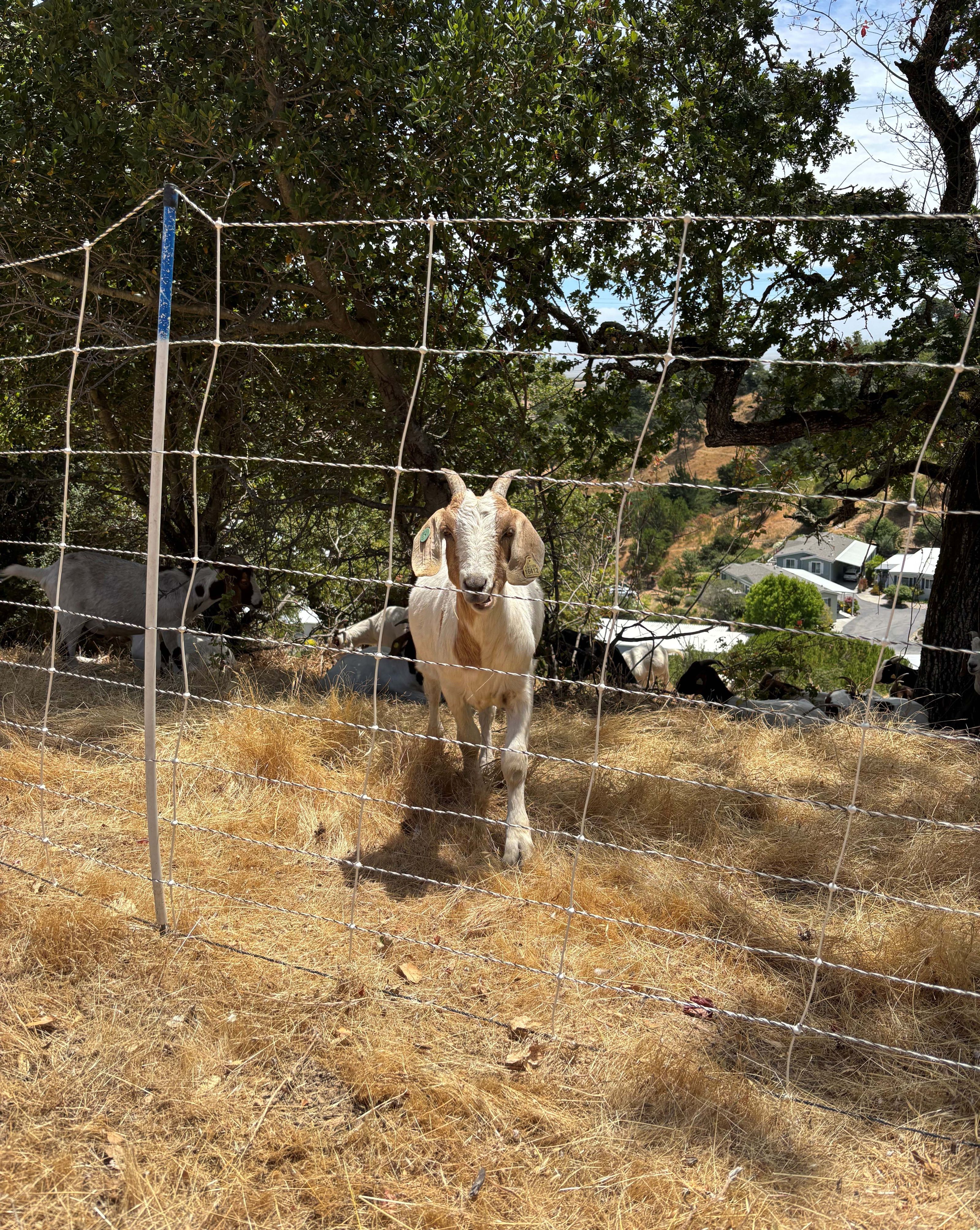 Marin Wildfire Prevention Authority
